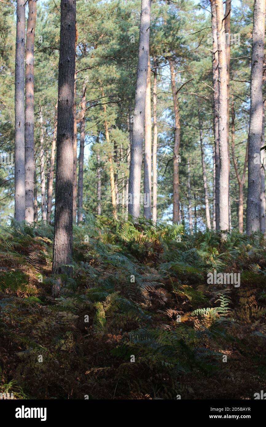 Trees and ferns in the Sonian Forest Stock Photo - Alamy