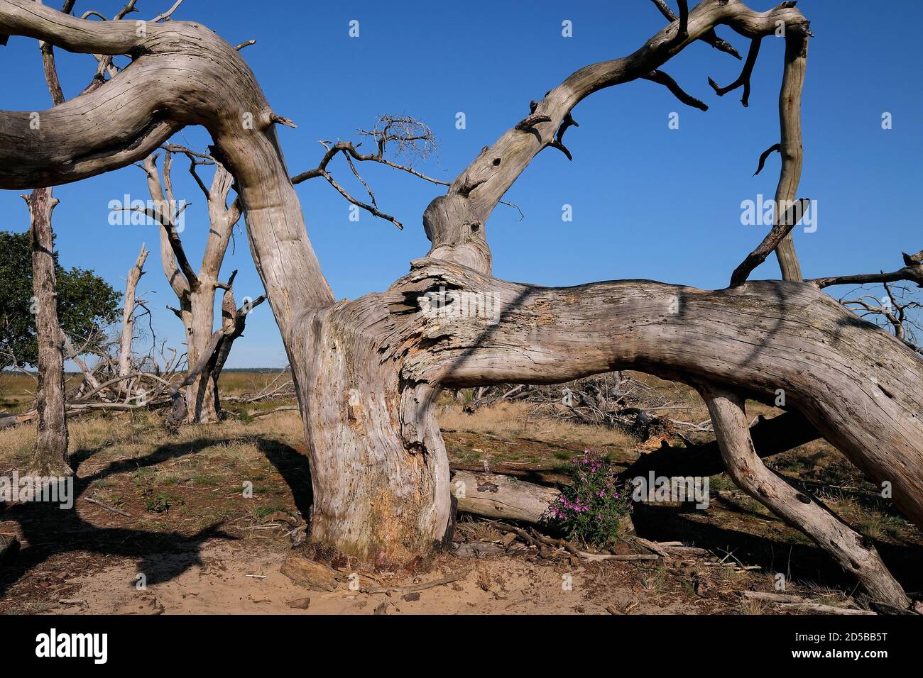 Dead tree in De Hoge Veluwe National Park with the Kröller-Müller ...