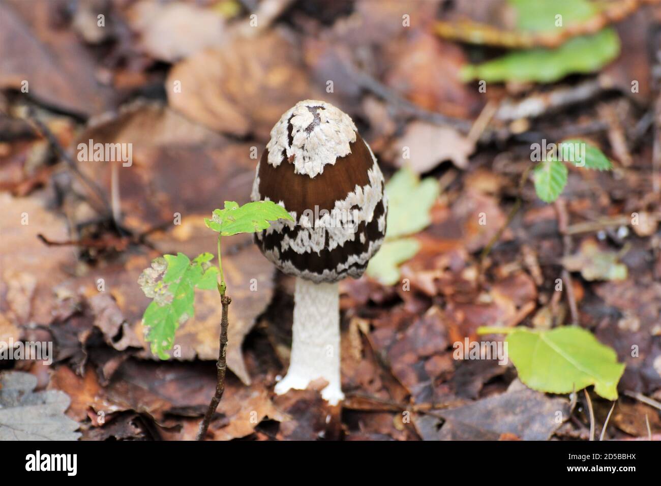 Mushroom in the forest Stock Photo - Alamy