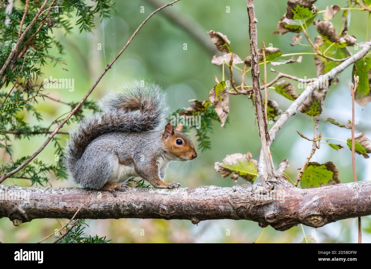Eastern Grey Squirrel (Gray Squirrel), Sciurus carolinensis, standing ...