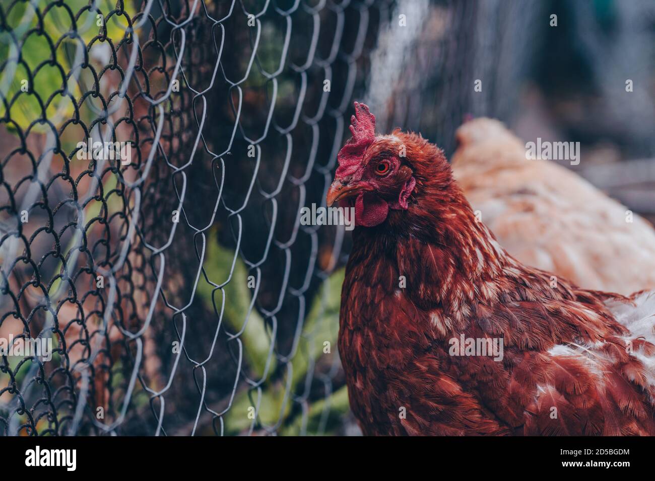 Chicken on the fence hi-res stock photography and images - Alamy