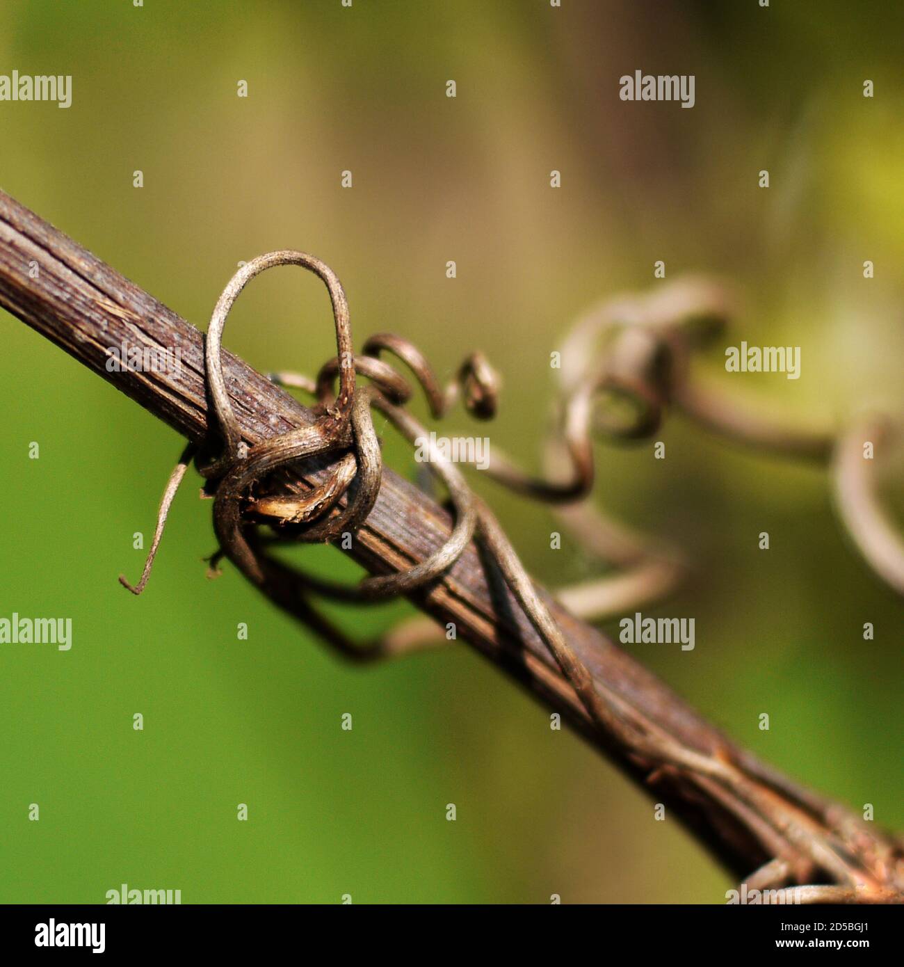 Curly Vine Art Stock Photo - Alamy