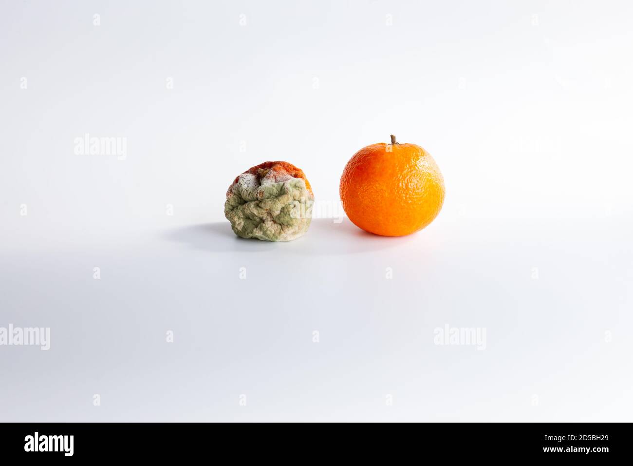 moldy rotten orange and one fresh tangerine on a white background ...