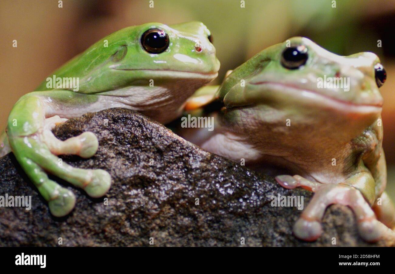 Australian zoos hi-res stock photography and images - Alamy