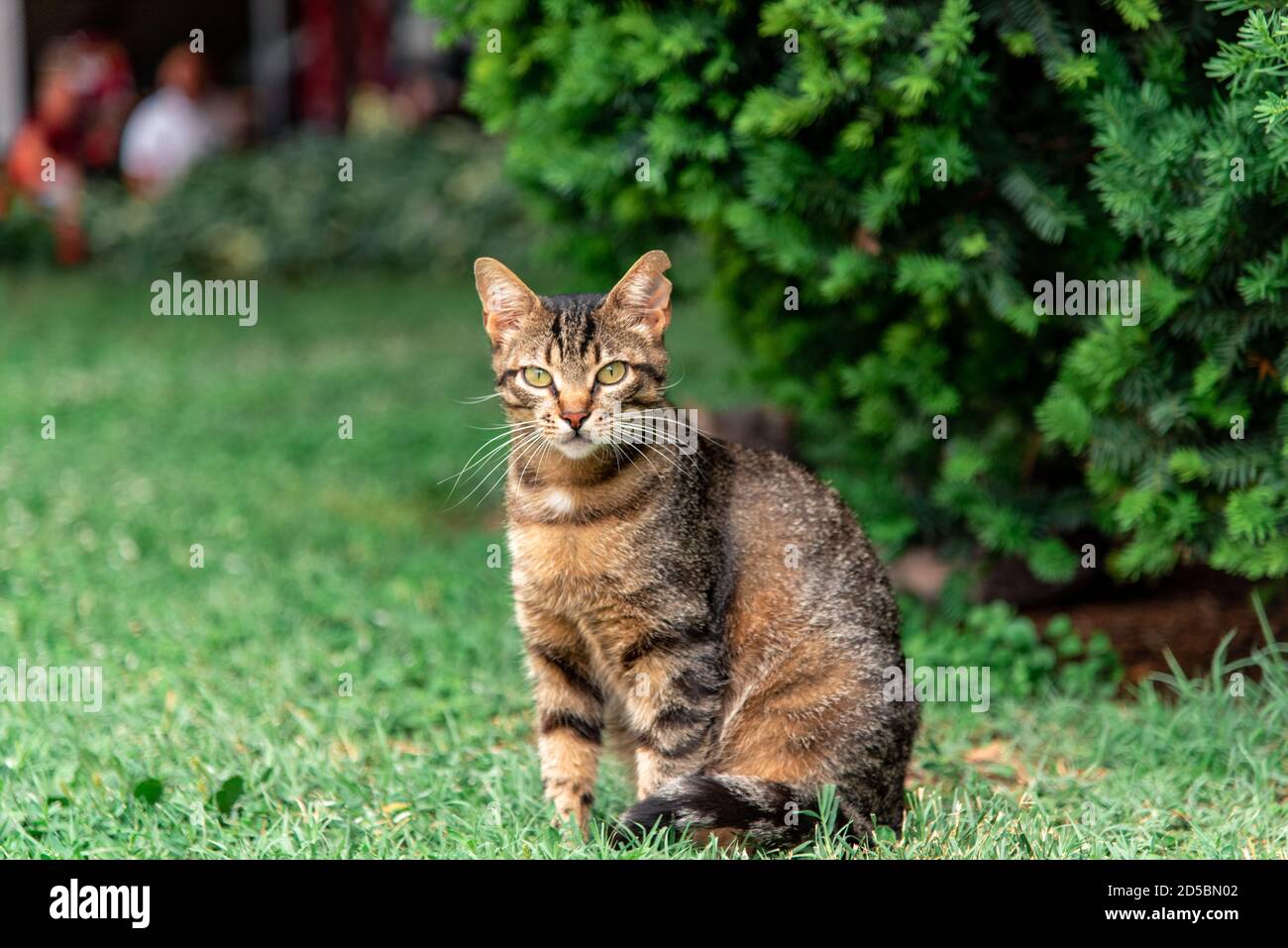 Just another Croatian Cat in Split Stock Photo - Alamy