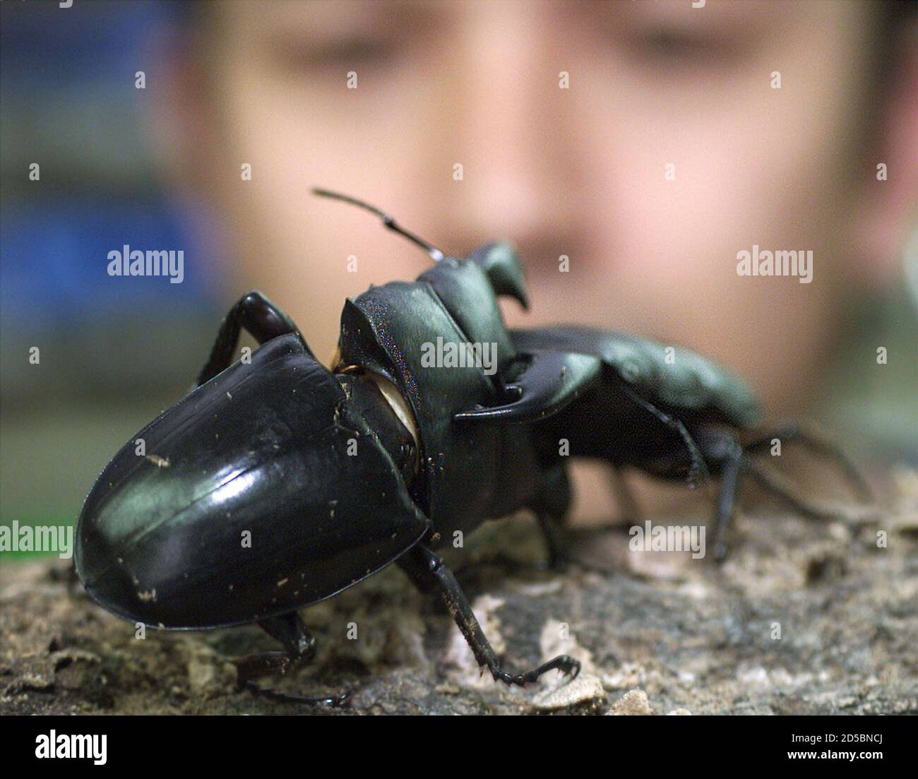 Insects in japan hi-res stock photography and images - Alamy