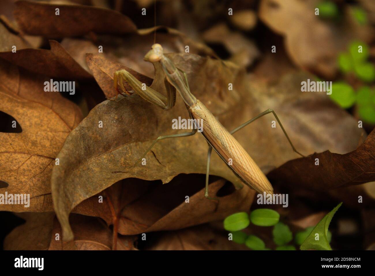 brown praying mantis among dried fall leaves blending in Stock Photo ...