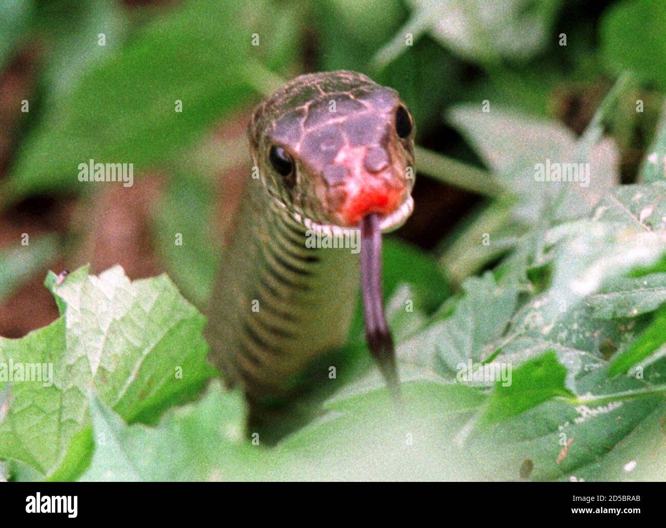 Rice paddy snake hi-res stock photography and images - Alamy