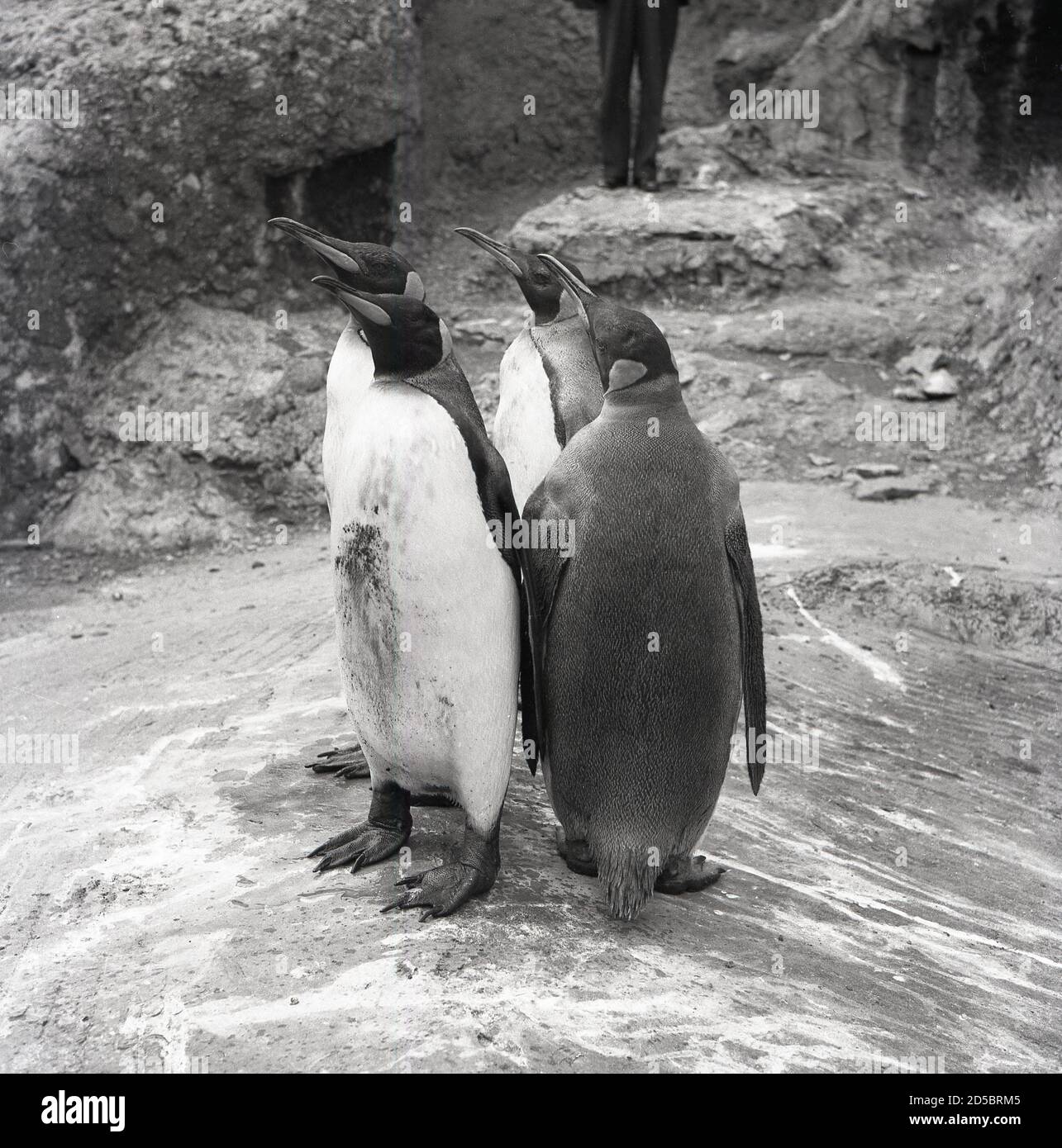 1960s, historical, four penguins Stock Photo - Alamy
