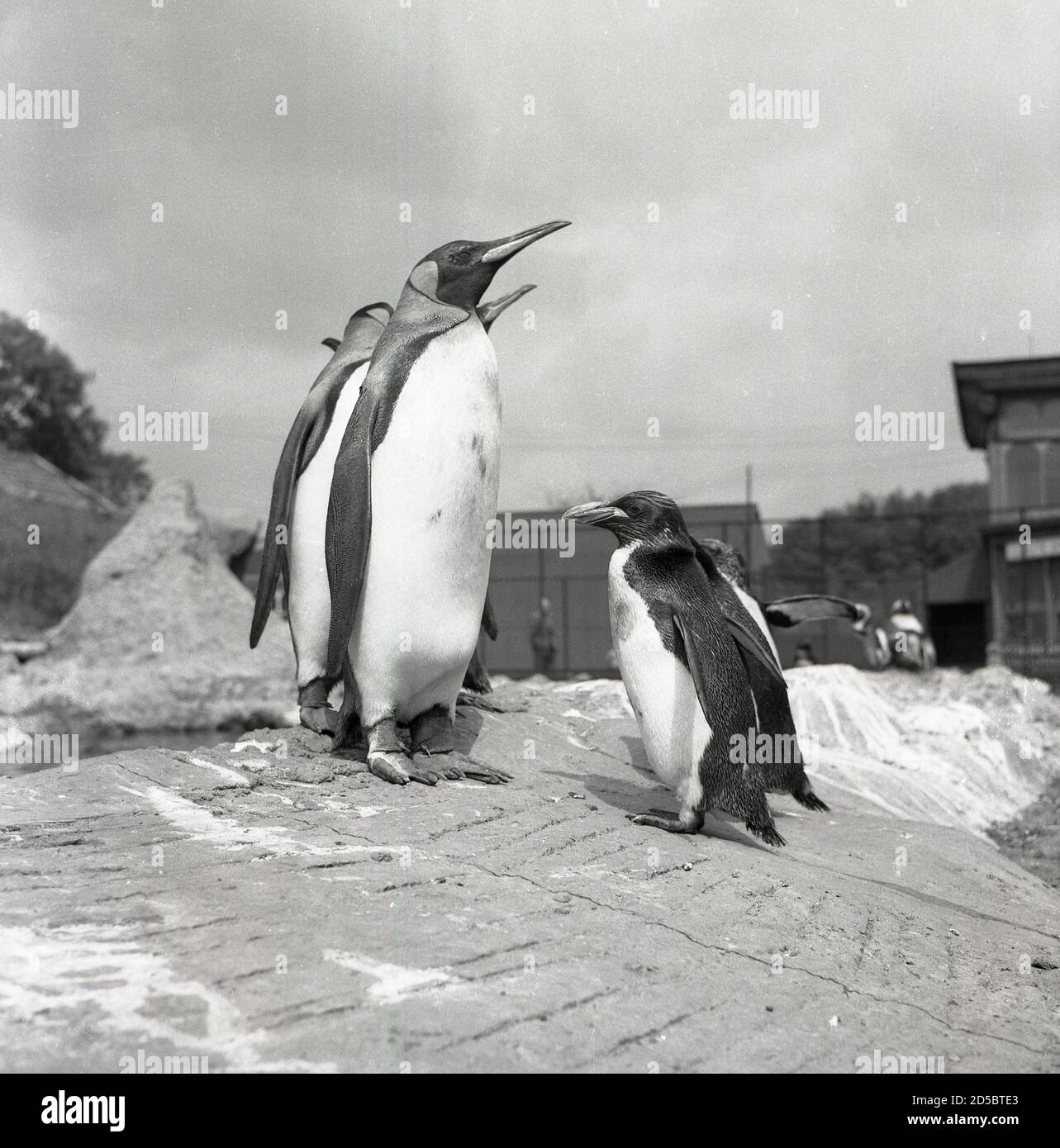 1960s, historical, two penguins with youngsters Stock Photo - Alamy