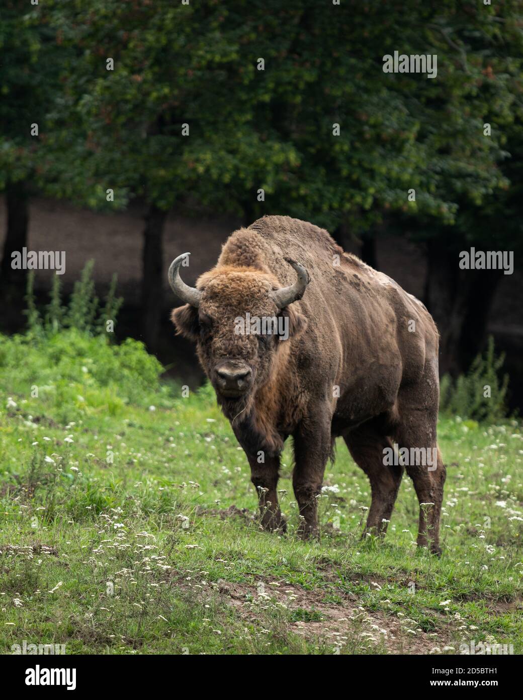 Closeup of a bison in the Bison reserve in Hunedoara, Romania Stock ...