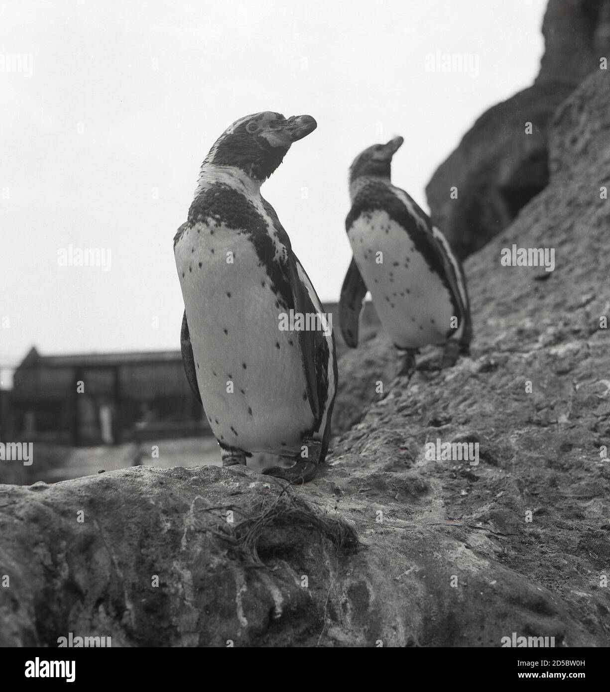 1960s, historical, infant penguins standing on rock at a zoo Stock ...