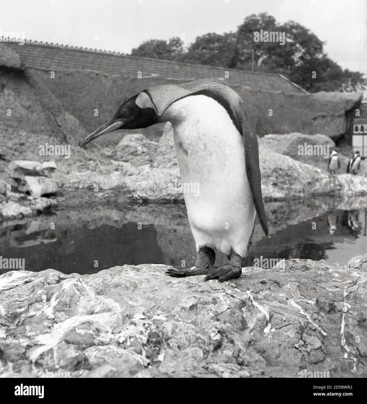1960s penguins hi-res stock photography and images - Alamy