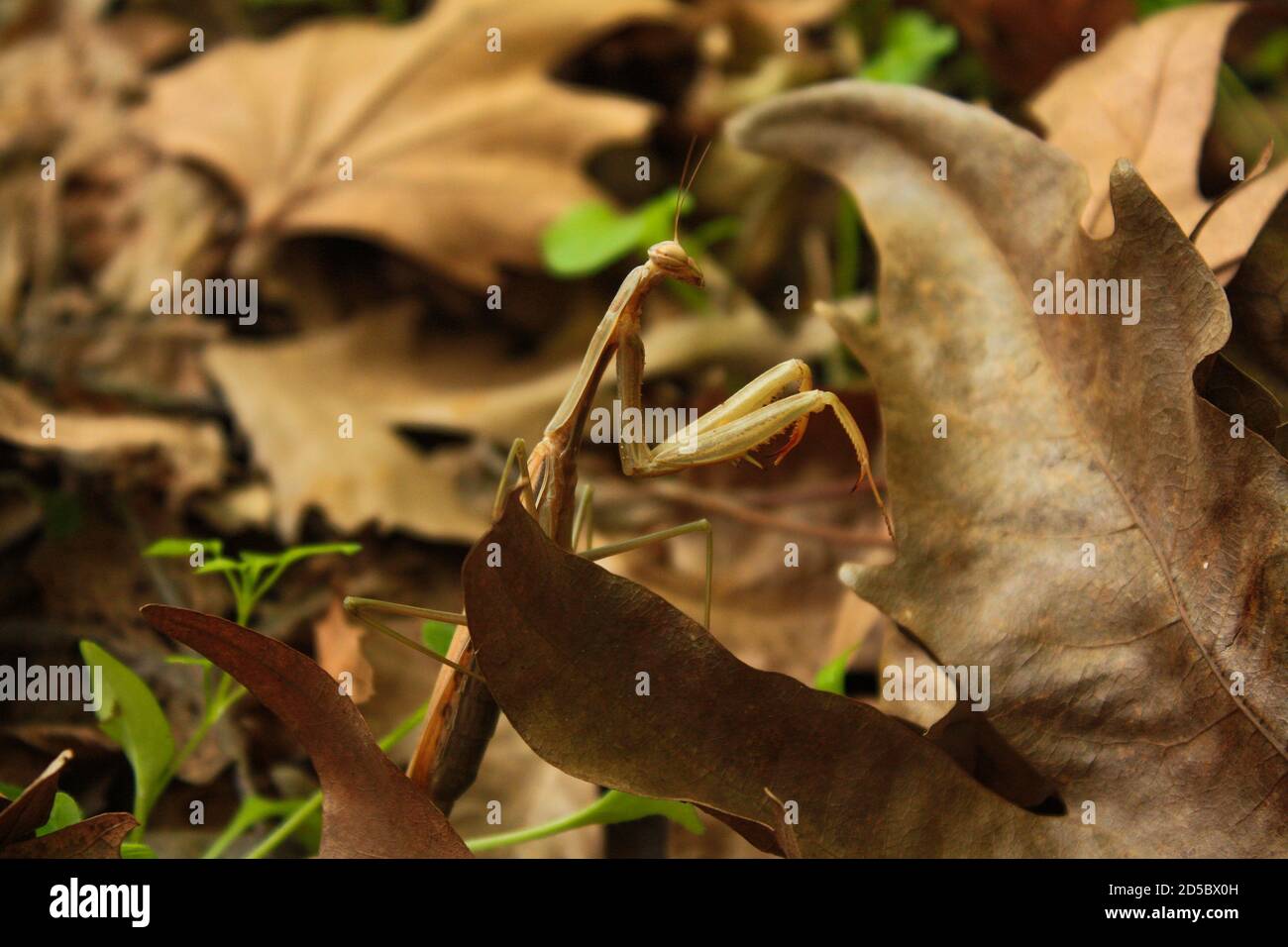 brown praying mantis among dried fall leaves blending in standing up ...