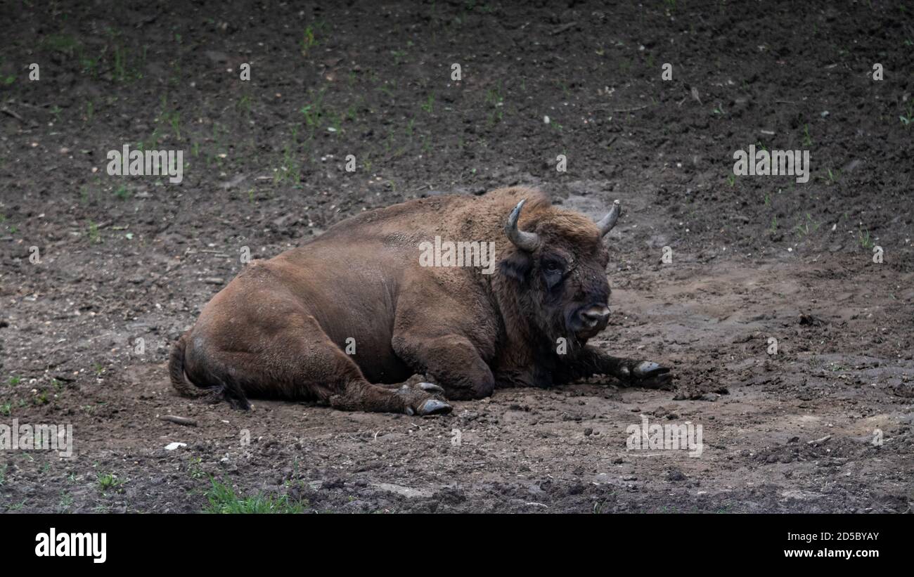 Closeup of a resting bison in the Bison reserve in Hunedoara, Romania ...