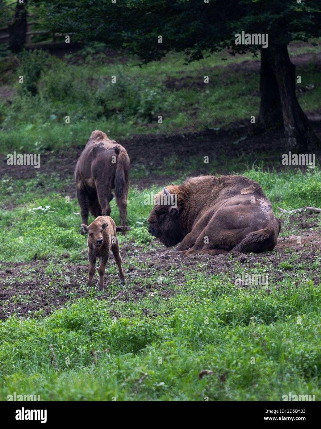 Closeup of a bison family grazing in the Bison reserve in Hunedoara ...