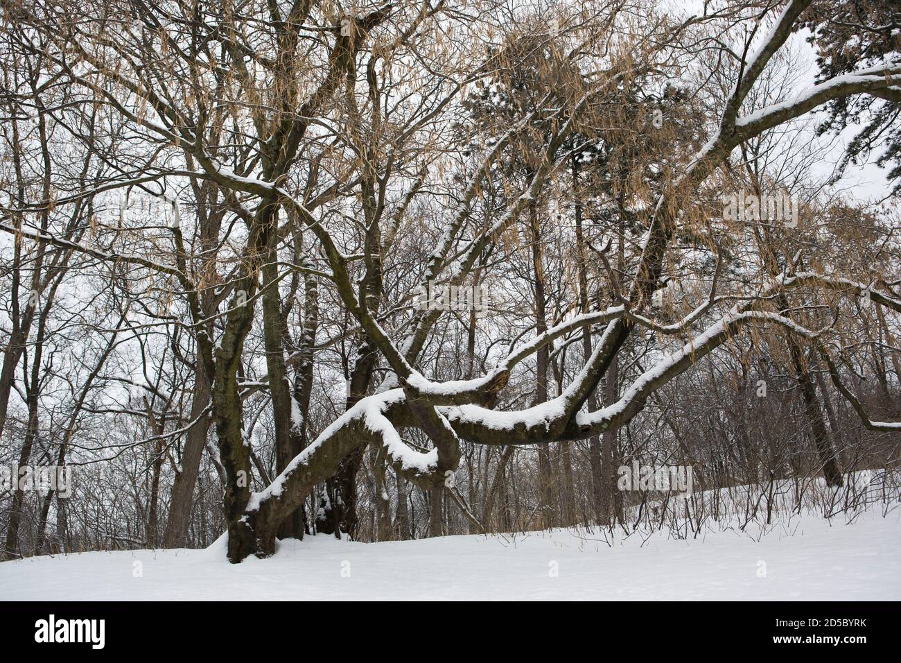 Ann arbor arboretum hi-res stock photography and images - Alamy