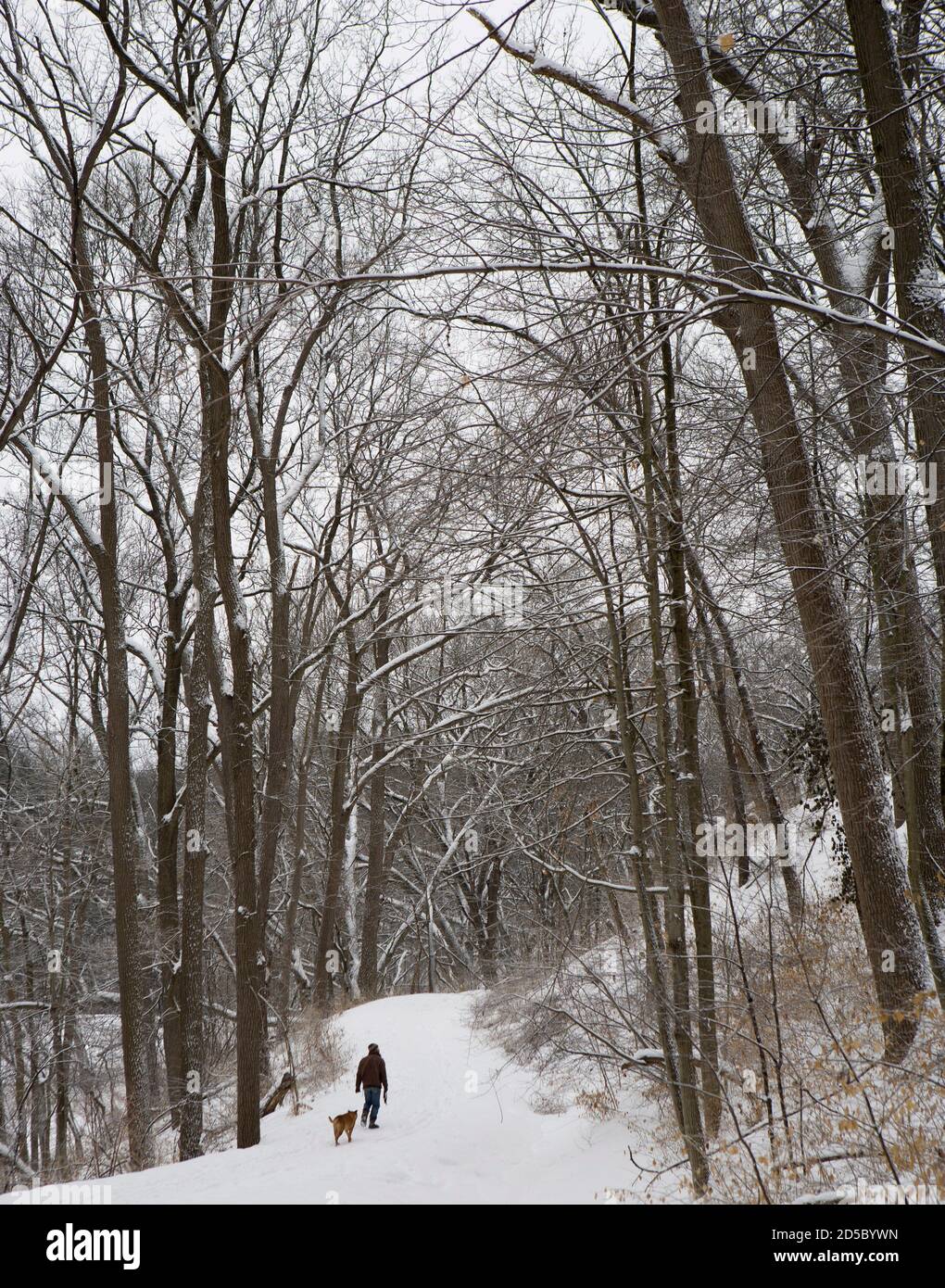 University of Michigan Nichols Arboretum in winter Stock Photo - Alamy