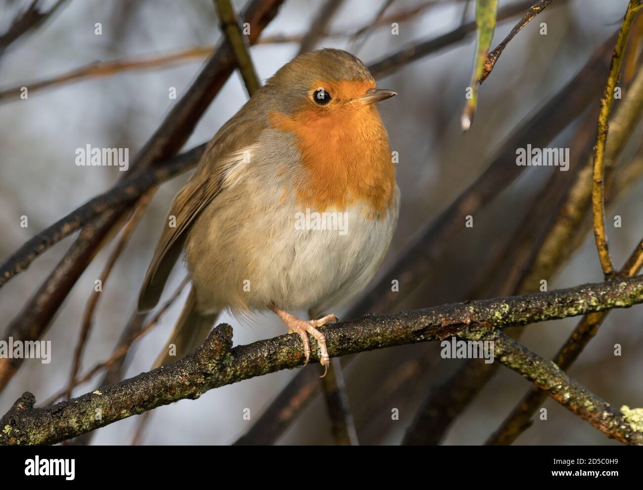 Robin (Erithacus rubecula Stock Photo - Alamy