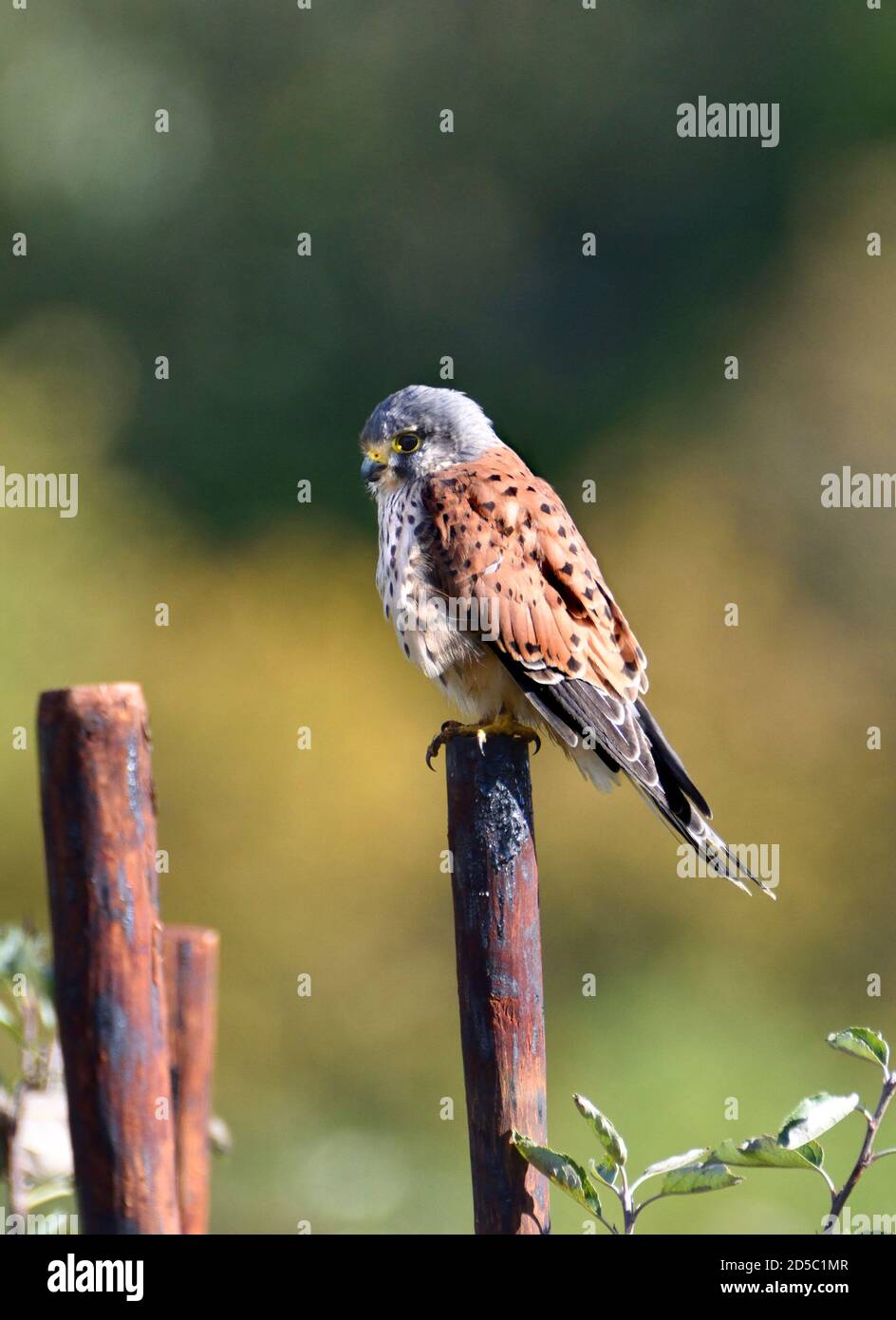 Kent orchard bird hi-res stock photography and images - Alamy