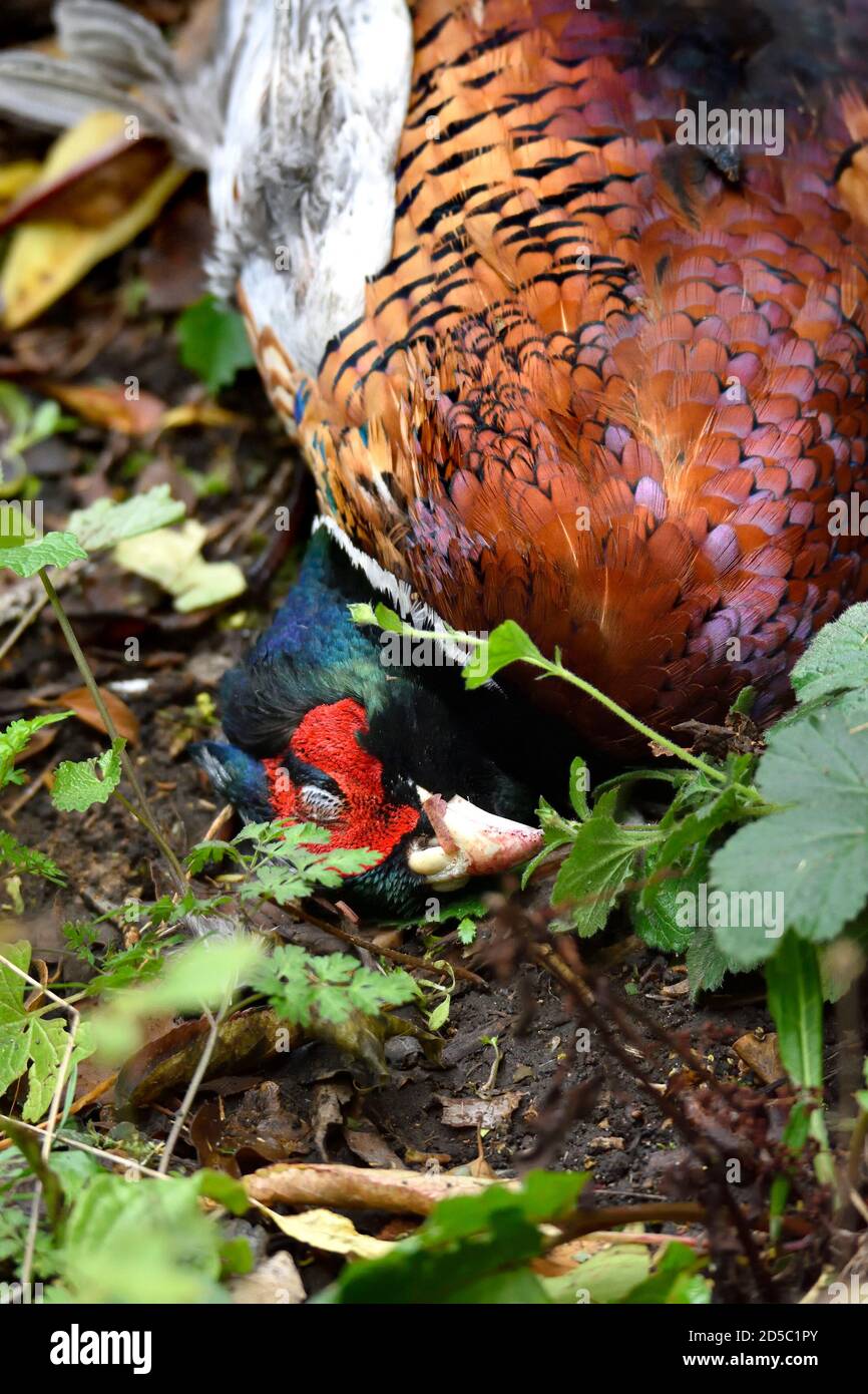 Dead male pheasant hi-res stock photography and images - Alamy