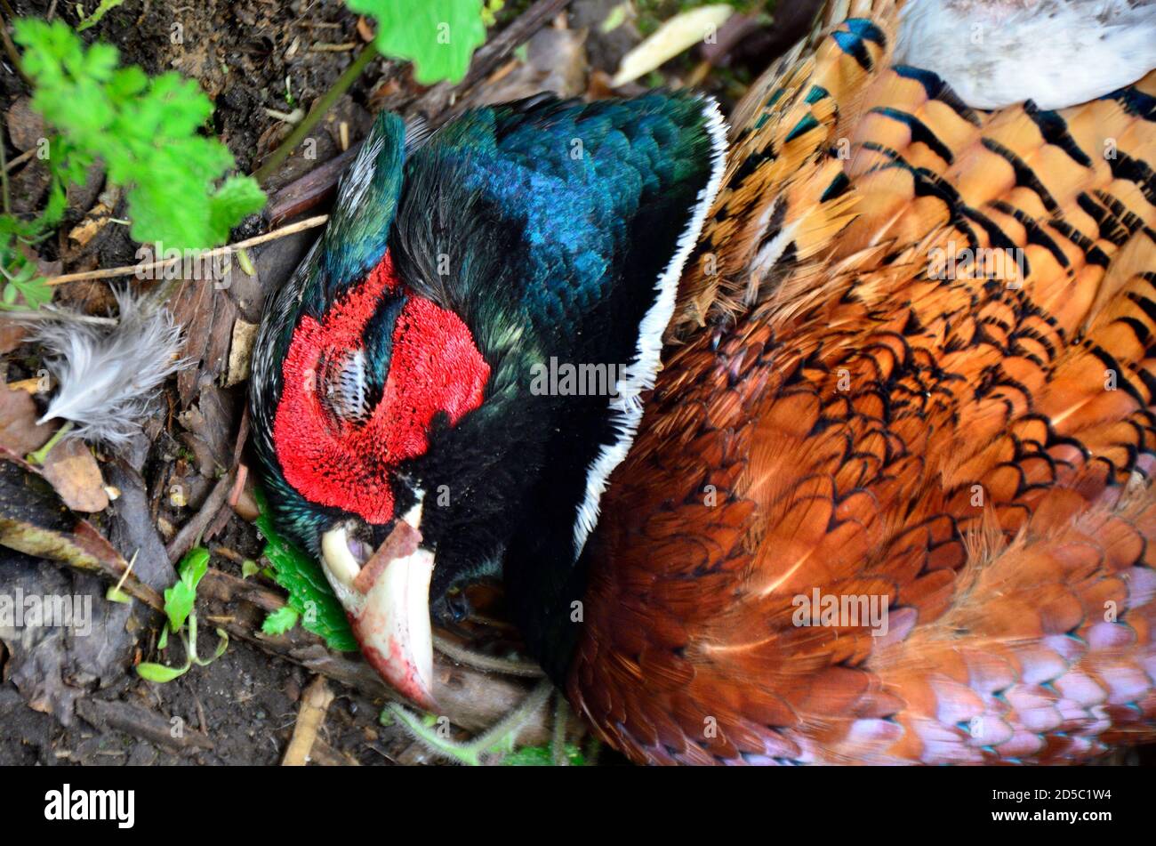 Dead male pheasant hi-res stock photography and images - Alamy