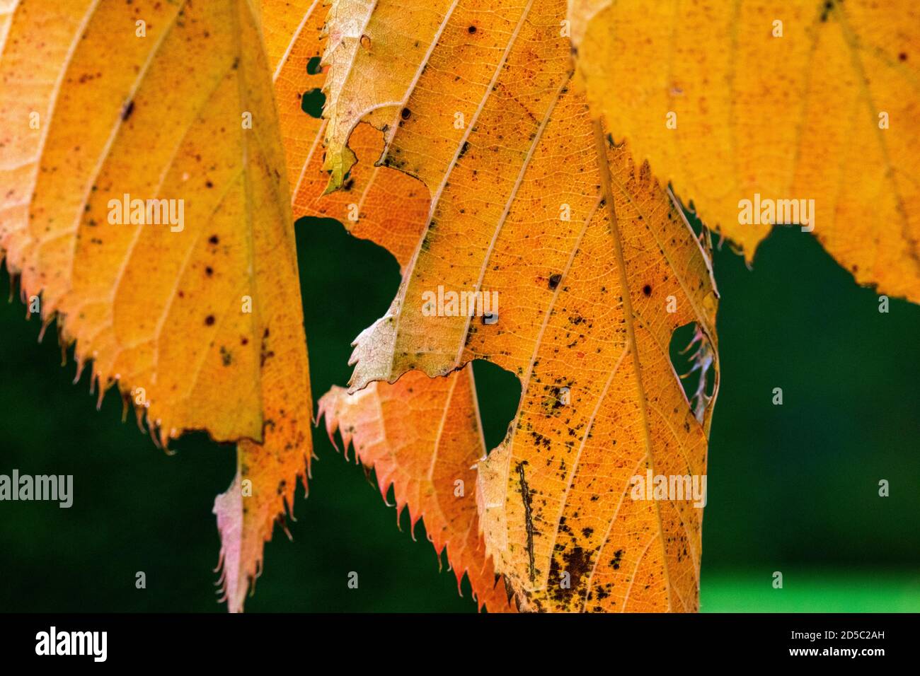 Detailed Close Up of Colourful, Gold and Yellow Autumn Leaves Before ...
