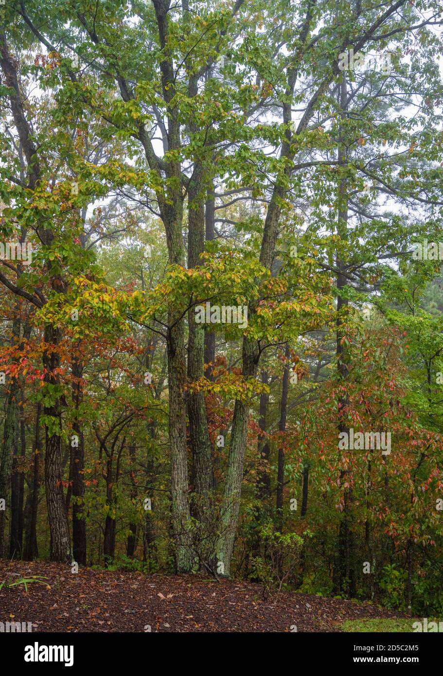 Wide vertical edge hi-res stock photography and images - Alamy