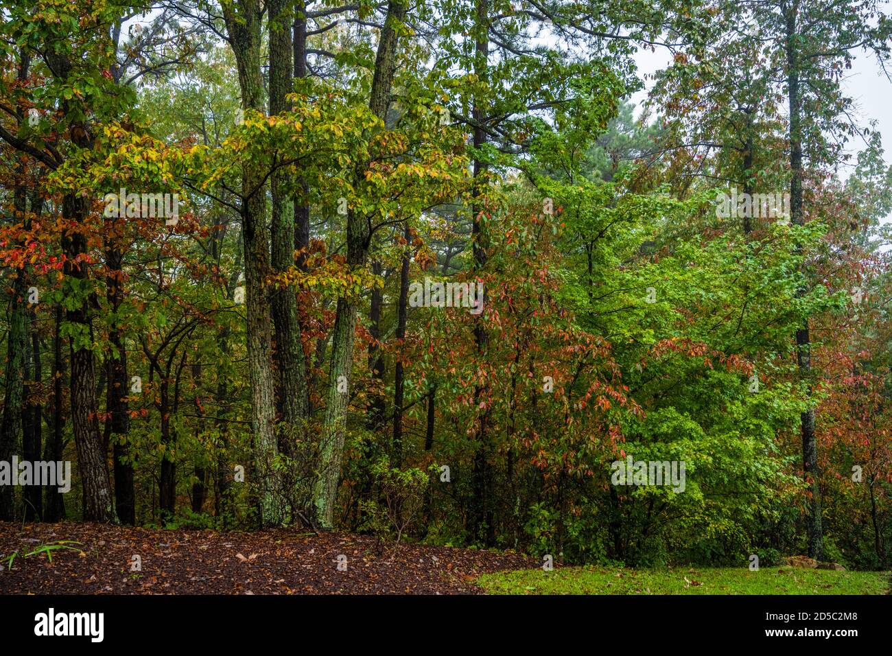 A wide angle autumn landscape photo taken at the edge of the forest in ...