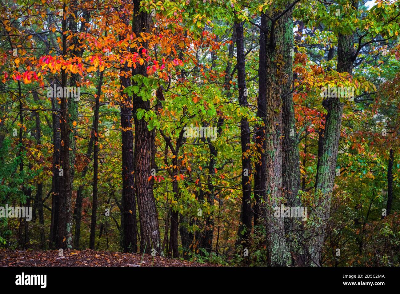A landscape photo taken at the edge of the forest in the Shenandoah ...
