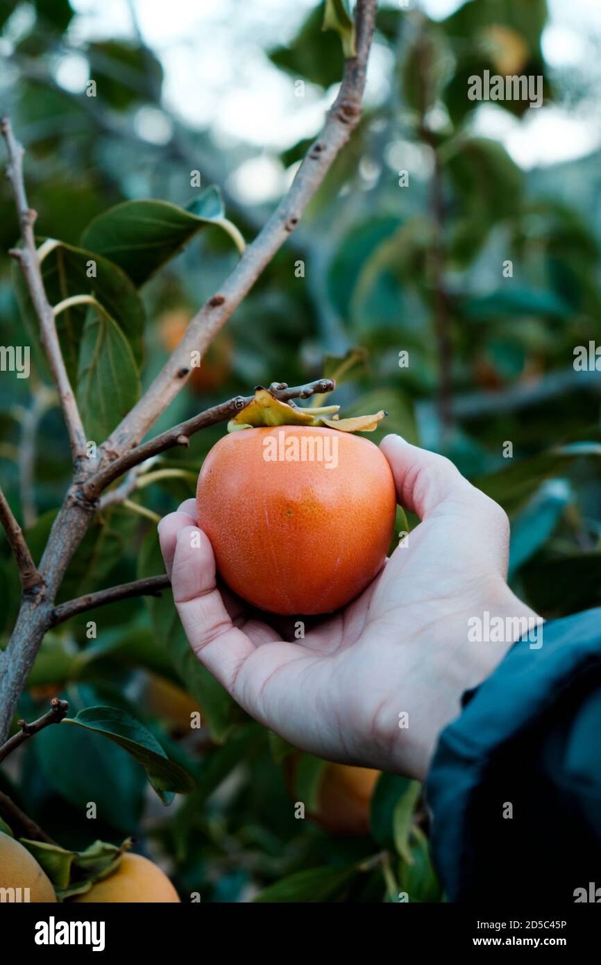 Man eating tree hi-res stock photography and images - Alamy
