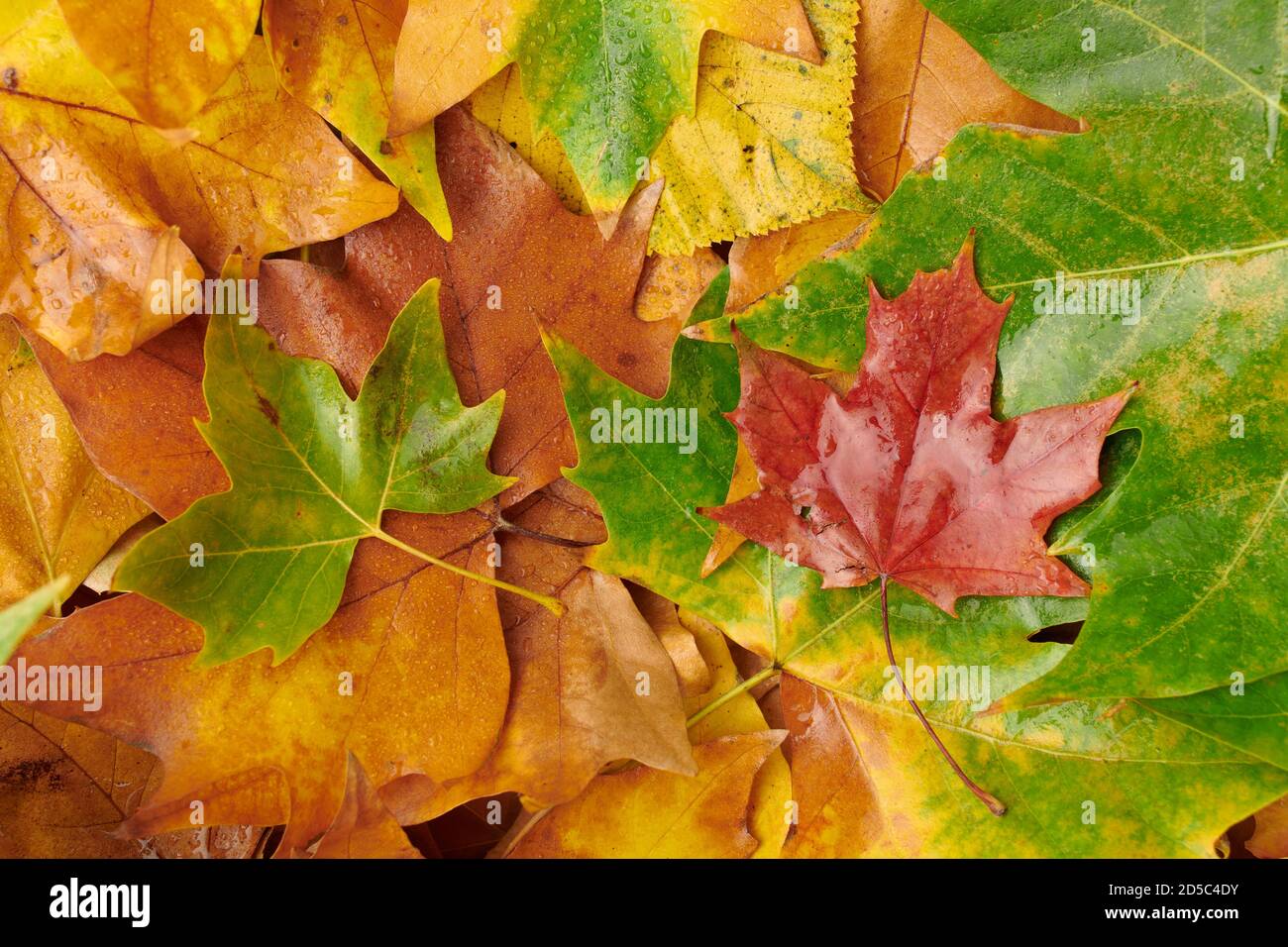 Wetting leaves hi-res stock photography and images - Alamy