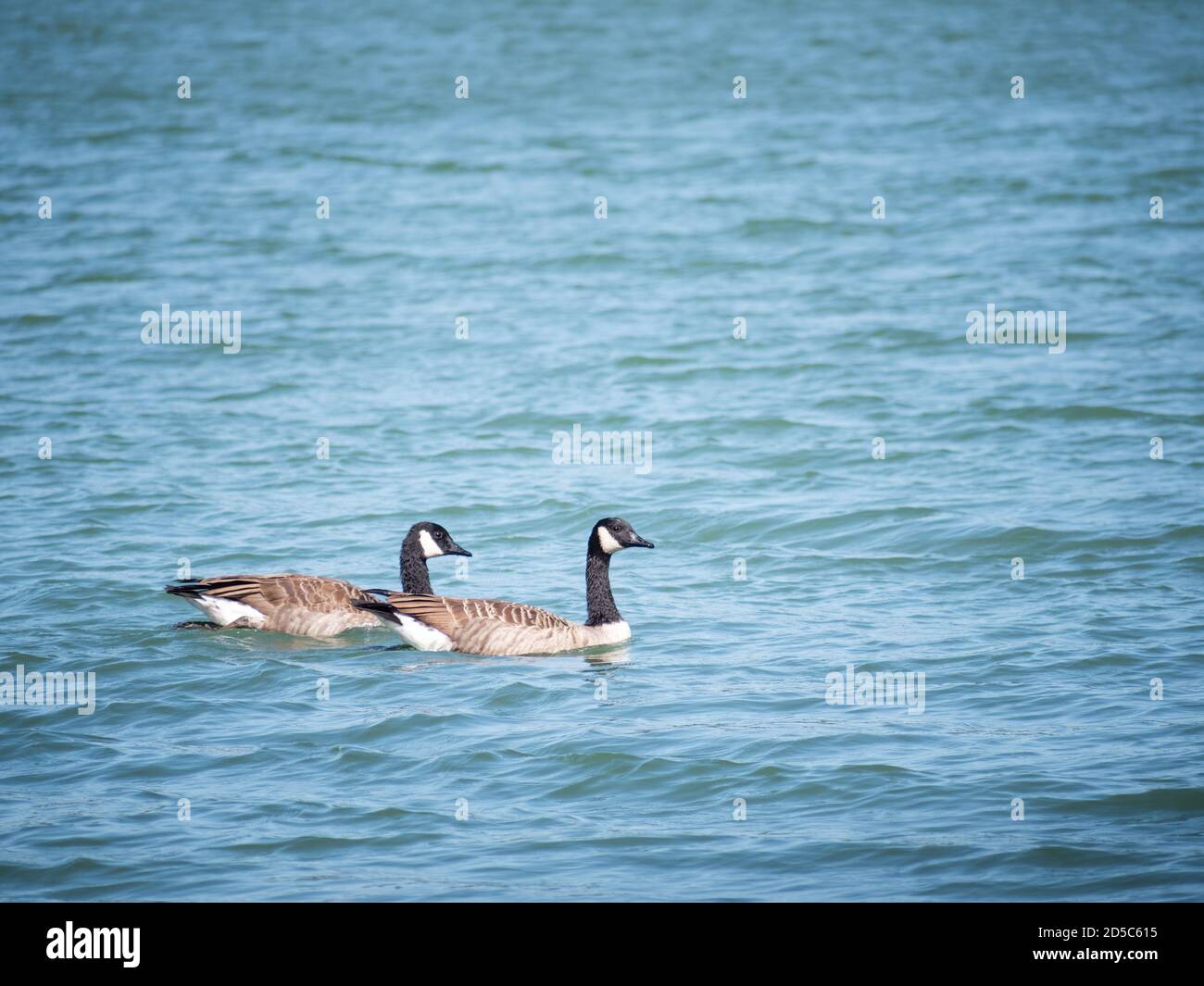 Devon lake swim hi-res stock photography and images - Alamy
