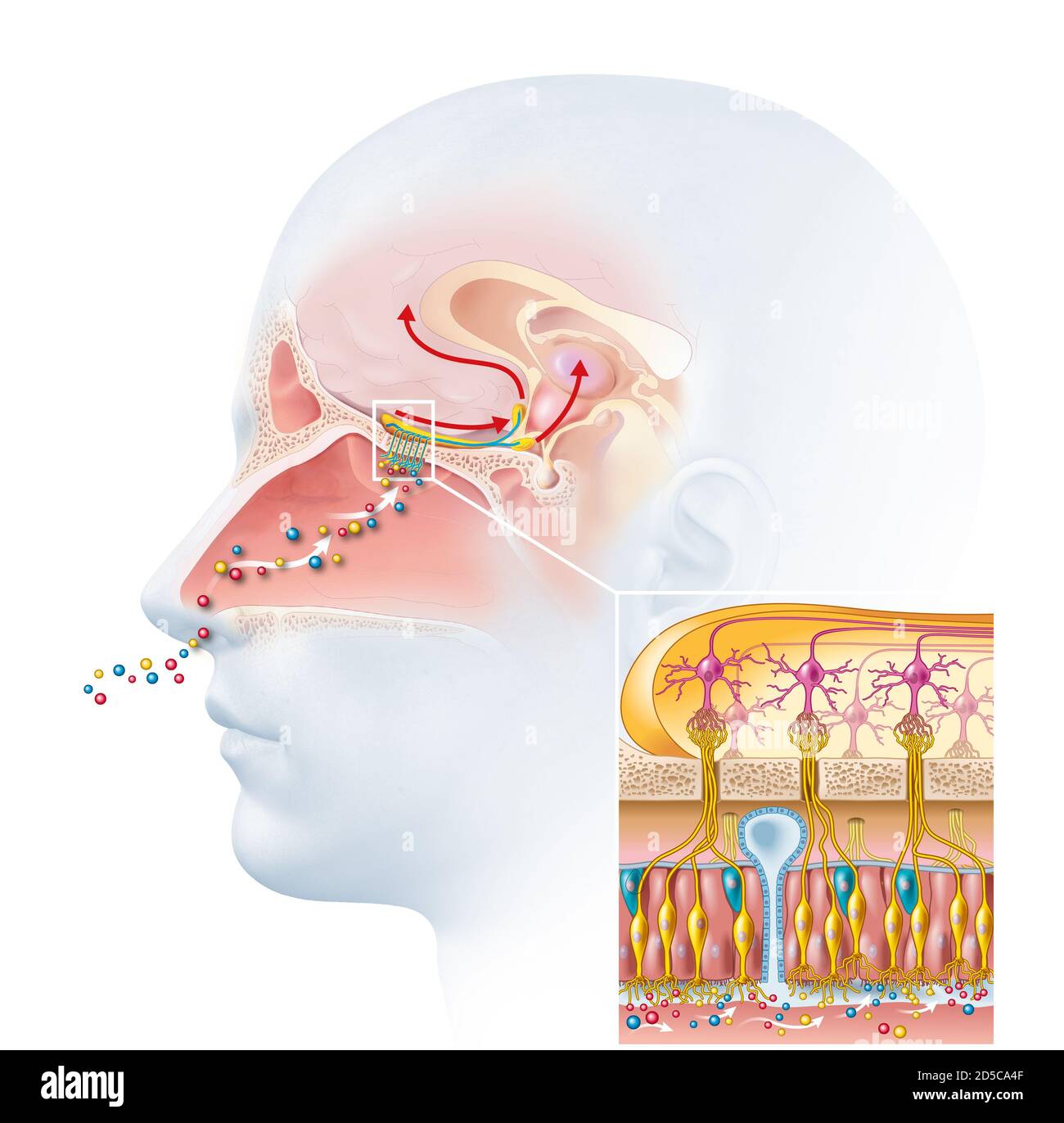Sense of smell illustration hi-res stock photography and images - Alamy
