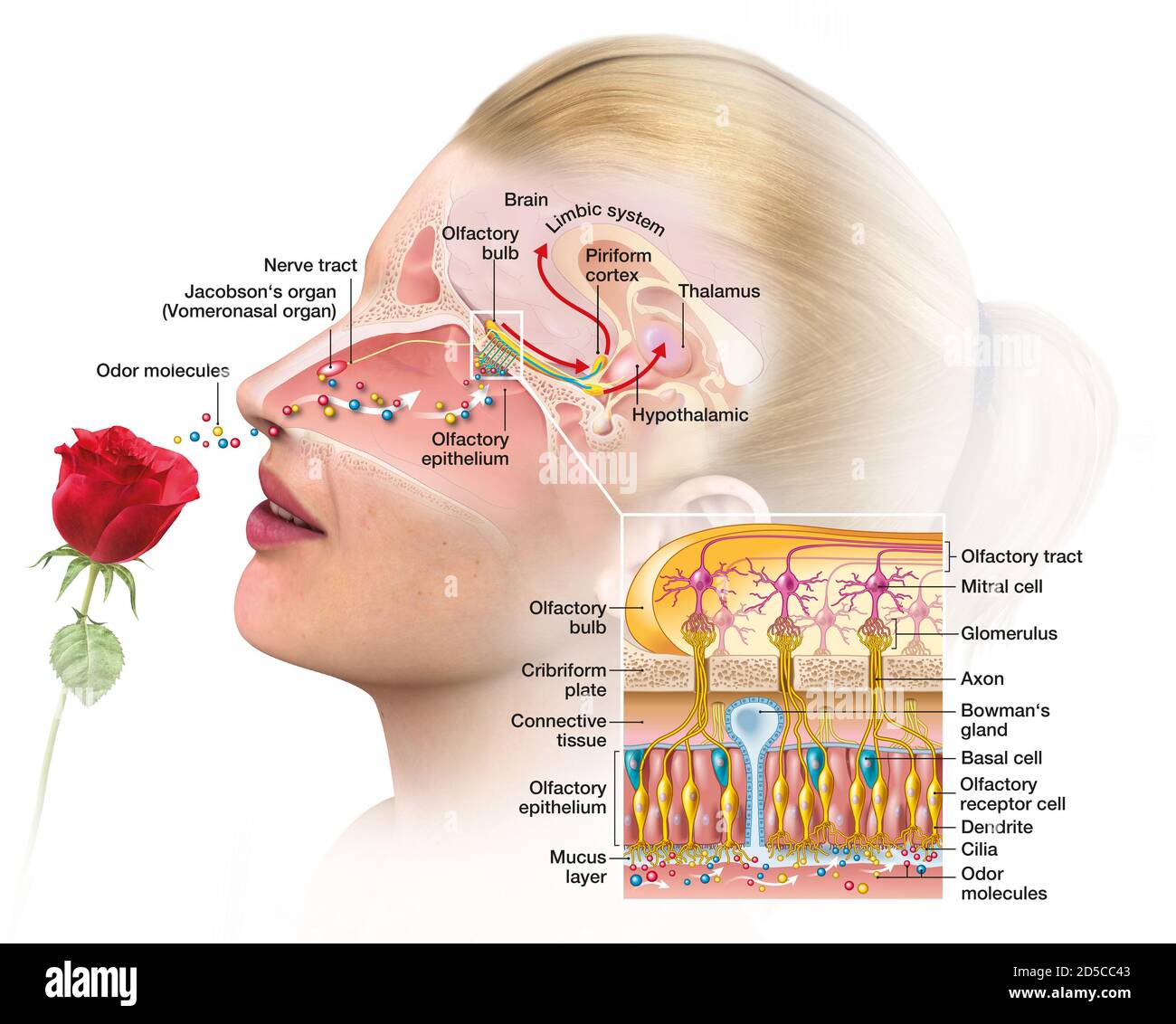 Sense Of Smell Diagram