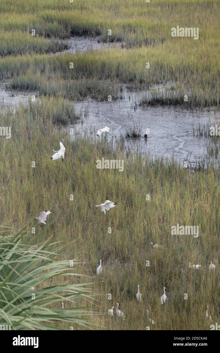 South carolina marsh egret hi-res stock photography and images - Alamy
