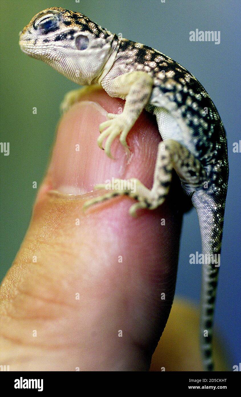 Central netted dragons hi-res stock photography and images - Alamy
