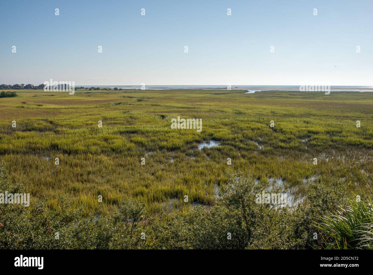 Salt tidal marshes are home to many migratory species and provide ...