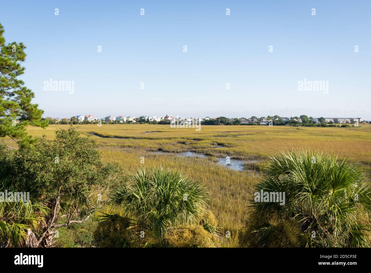Salt tidal marshes are home to many migratory species and provide ...
