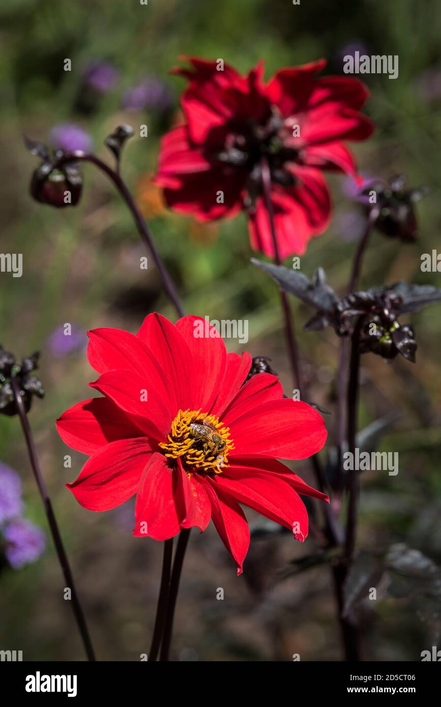 Close up of a bee on a red Dahlia Tally Ho Stock Photo - Alamy