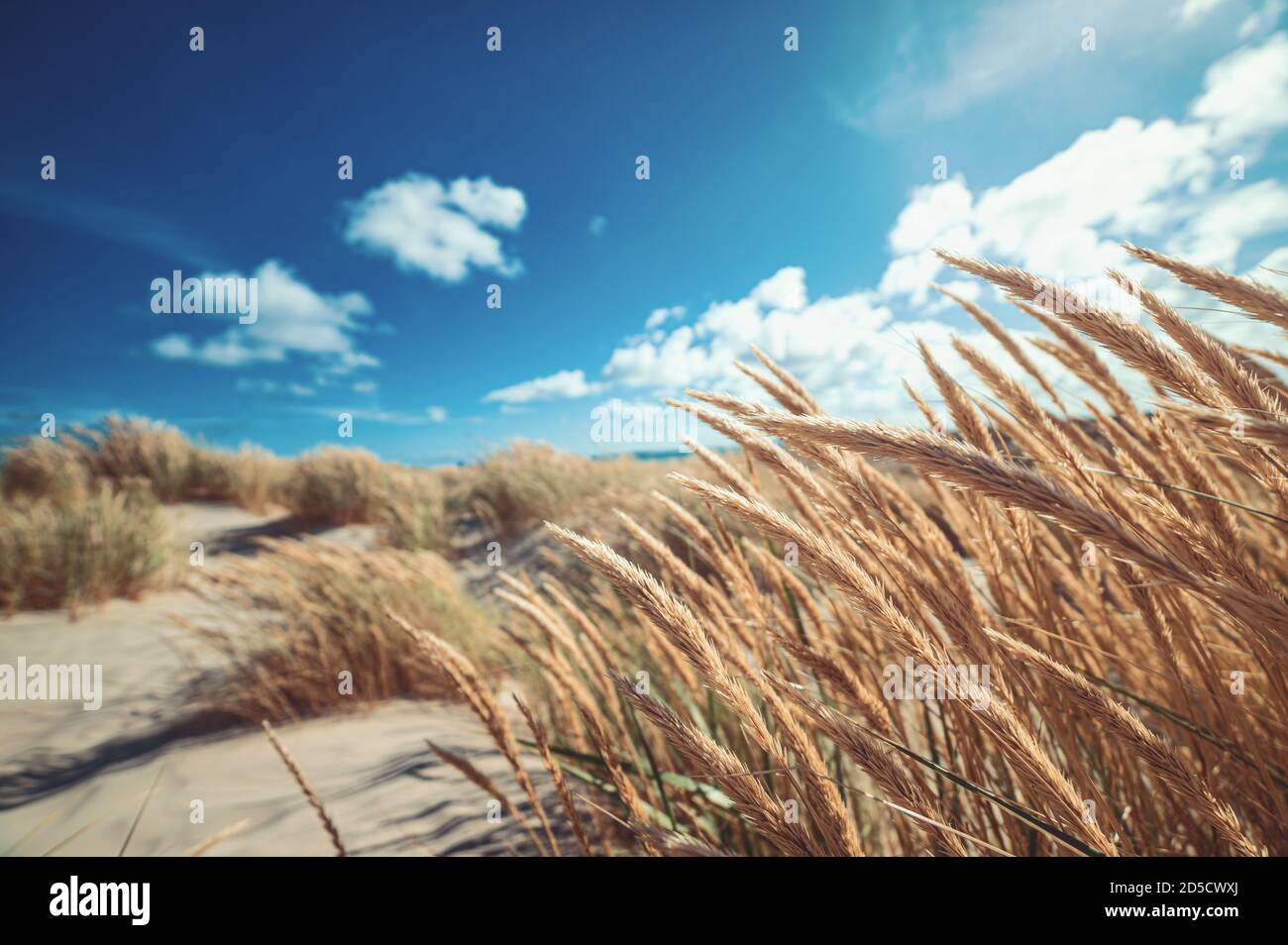 Dunes at the top of Denmark in Skagen Stock Photo - Alamy