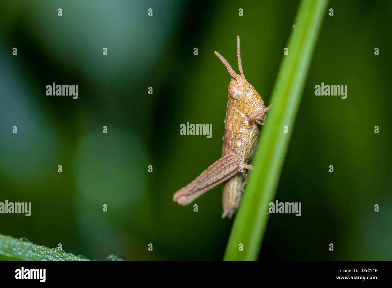 Brown locust hi-res stock photography and images - Alamy