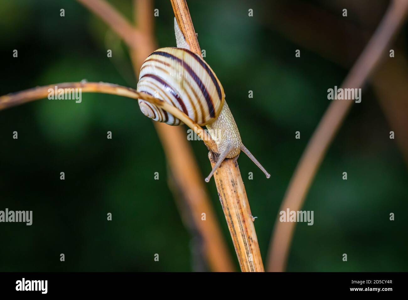 Pannonian snail (Caucasotachea vindobonensis) crawling on a weed stalk ...