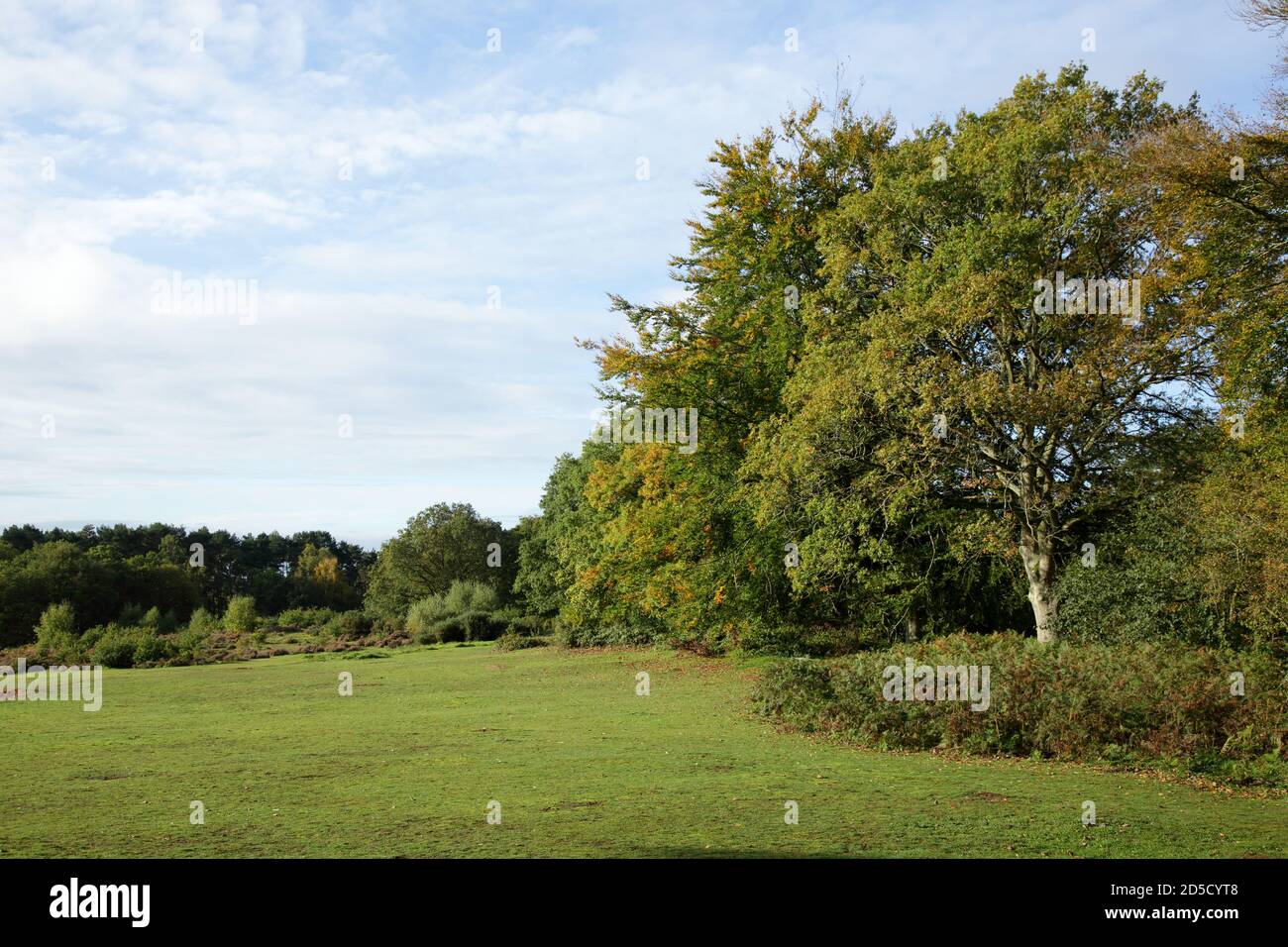 Heathland on Kinver edge, Staffordshire, England, UK Stock Photo - Alamy