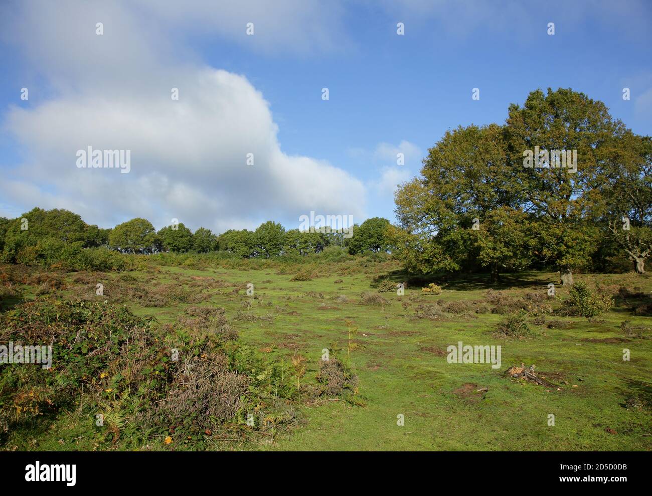 Heathland on Kinver edge, Staffordshire, England, UK Stock Photo - Alamy