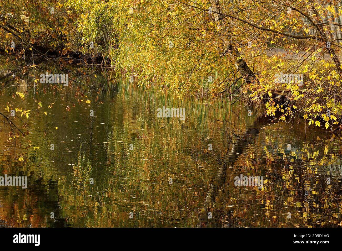 Autumn in Moscow. Landscapes in the Serebryany Bor natural park. Lake ...