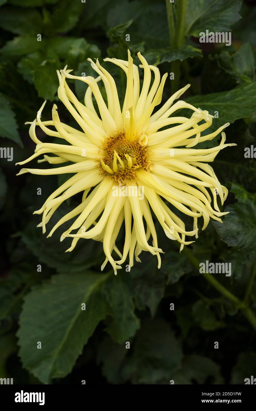 Pale Yellow Cactus Dahlia Stock Photo - Alamy