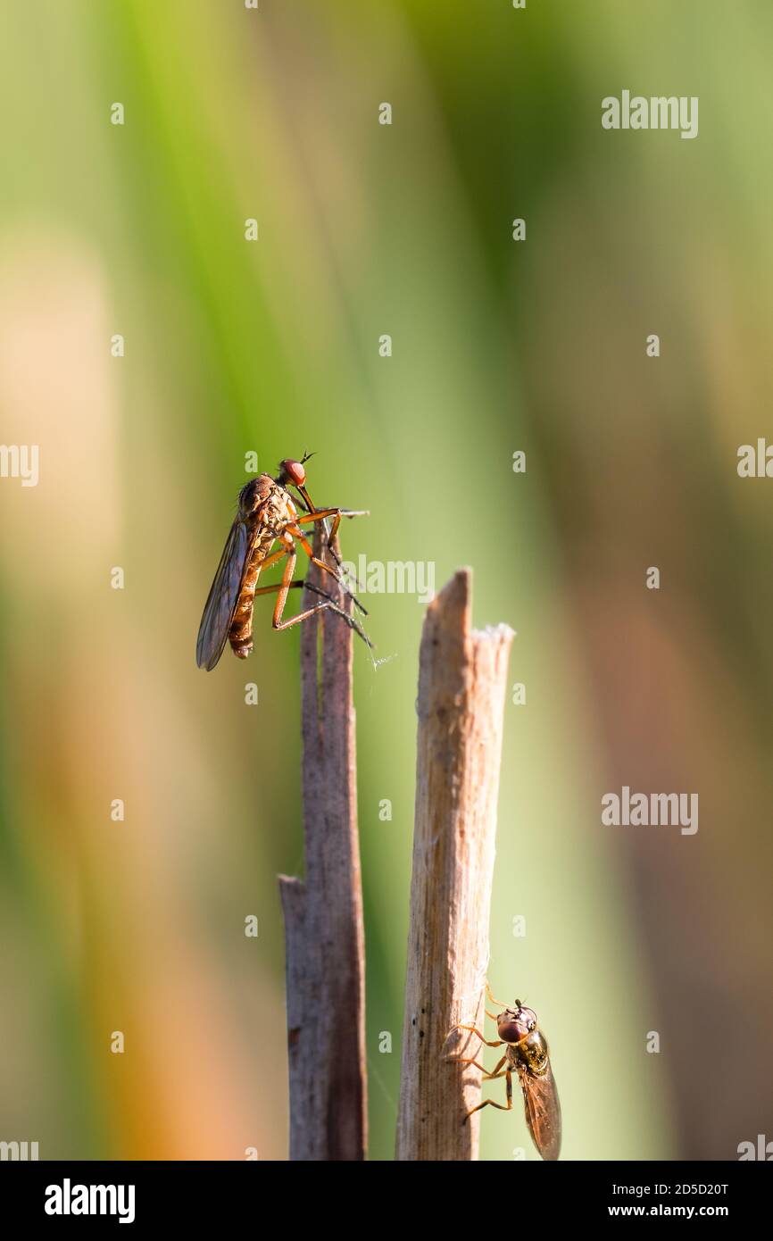 A resting Fungus Gnat & Hoverfly in the morning sunshine beside a pool ...