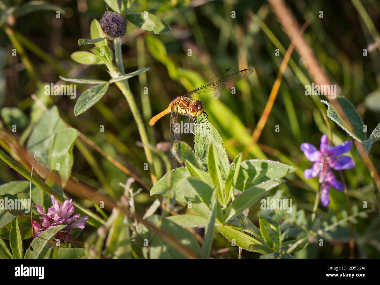 Common Darter Dragonfly drying off in the morning sunshine at ...