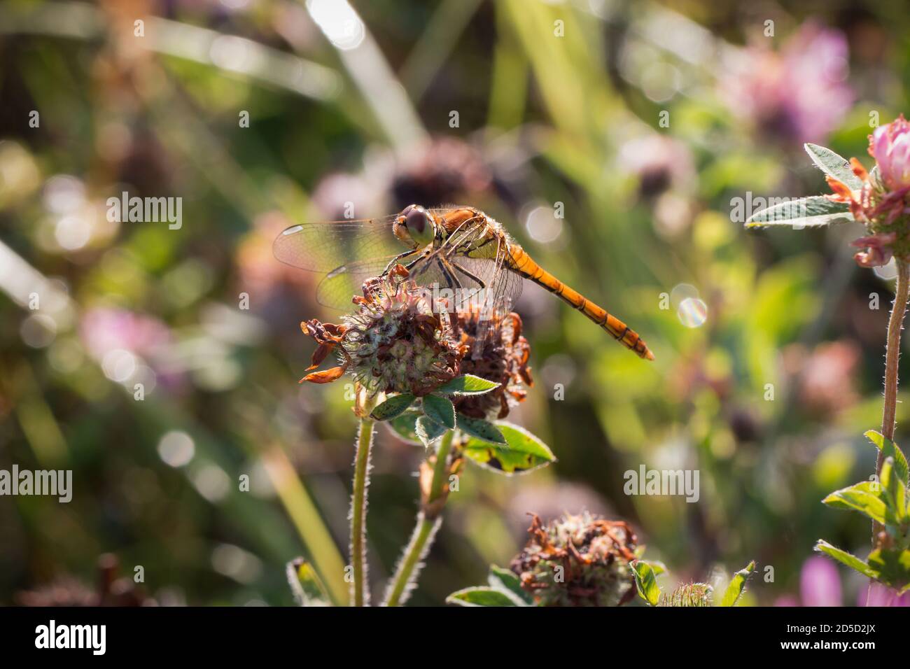 Common Darter Dragonfly drying off in the morning sunshine at Kibblesworth Brick Pools, North ...